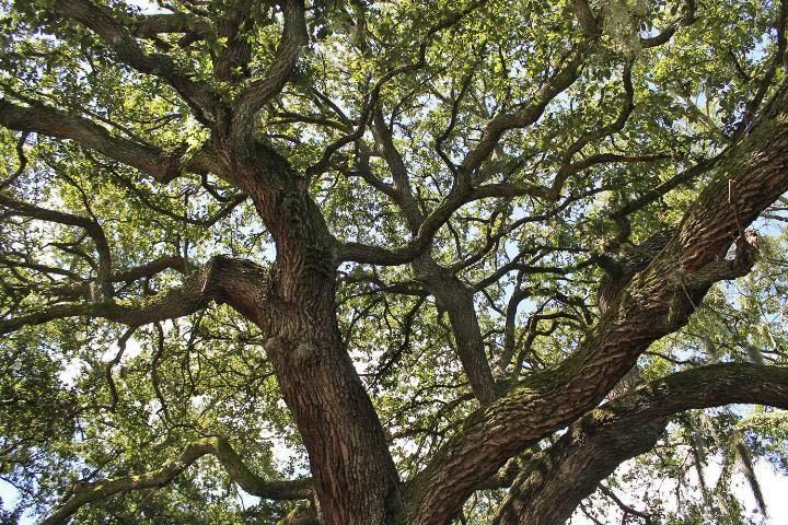 Where to Get a Free Tree for Earth Day in Sarasota-Manatee | Sarasota ...