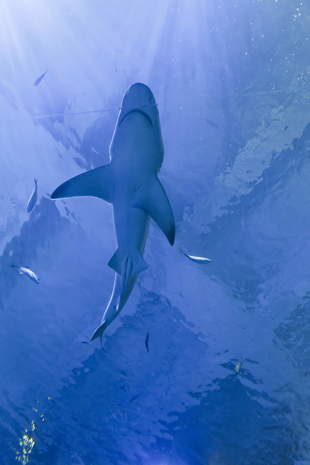 Inside the New Mote SEA | Sarasota Magazine