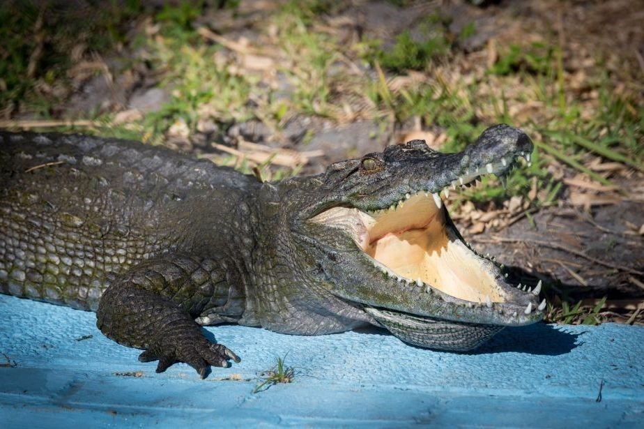 The Top Five Places to See an Alligator in Sarasota-Manatee | Sarasota ...