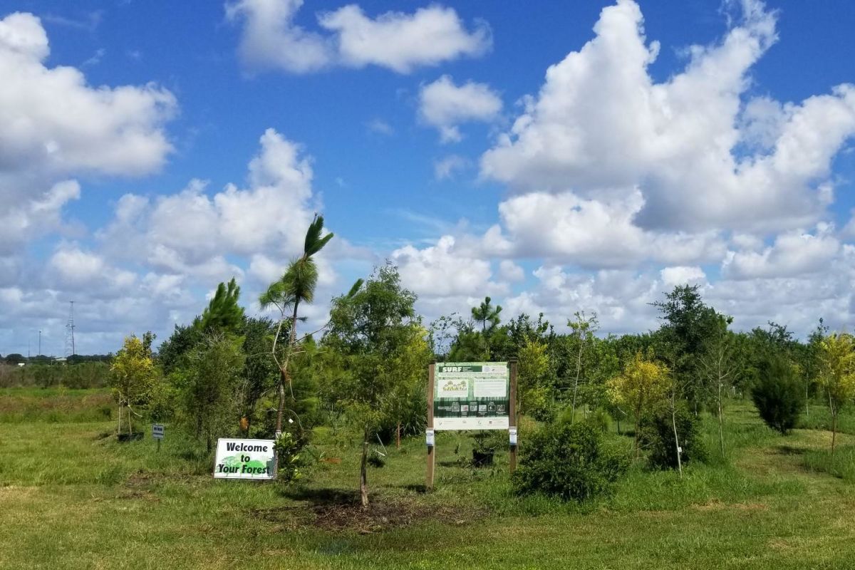 Sarasota County's First Micro Forest Has Macro Impact | Sarasota Magazine