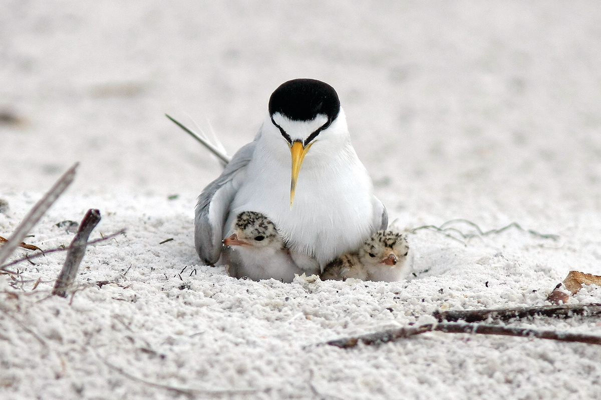 How to Keep Our Nesting Shorebirds Safe During Fourth of July ...