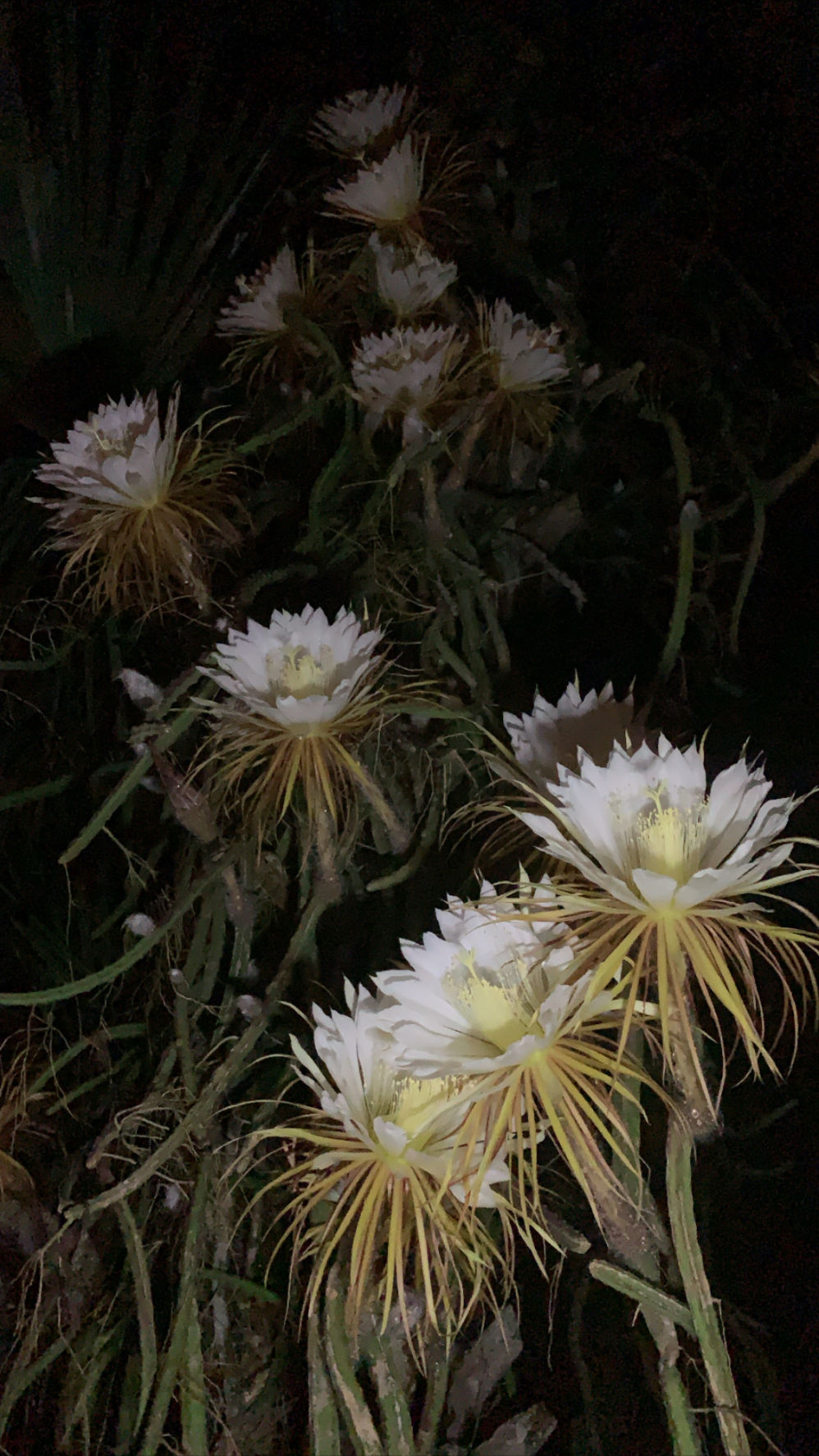 nightbloom cereus