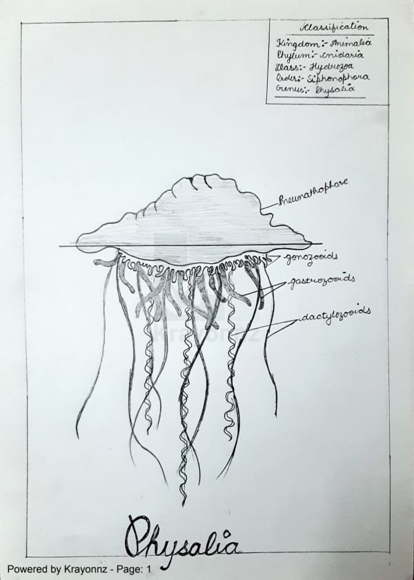 Physalia Diagram Bsc 1st Year