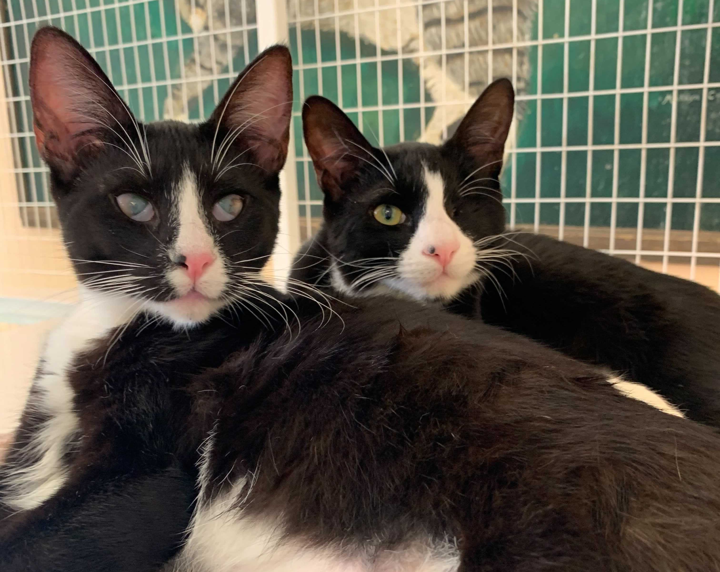 Current Projects | Cal Poly Cat Program