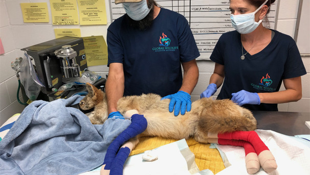 Past Projects | Help the Wildlife Disaster Network rescue injured animals