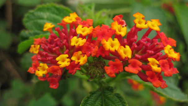 University of Arizona | Discovering the origins of invasive Lantana
