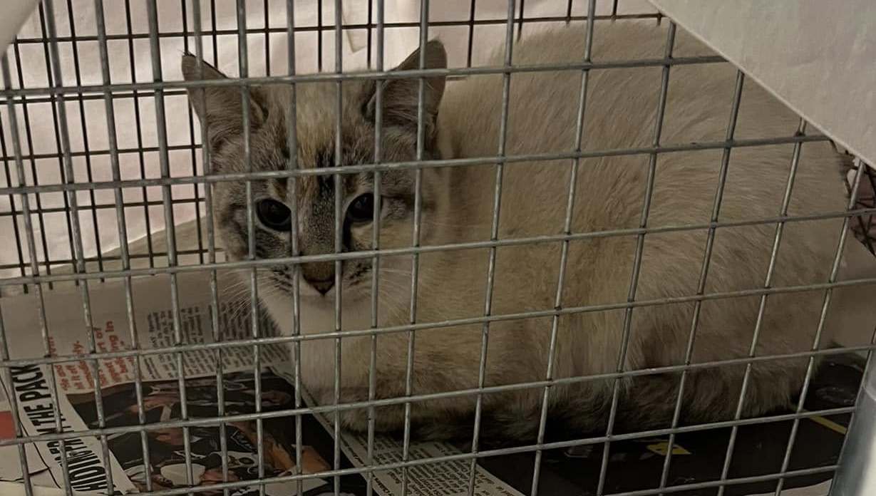 OSU Foundation | Spring 2025-Operation Catnip Stillwater