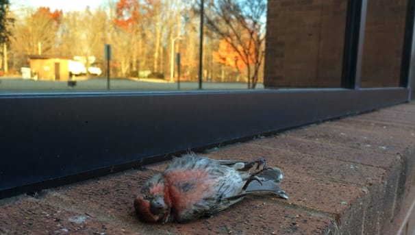 Past Projects | Reducing Bird Fatalities From Window Collisions