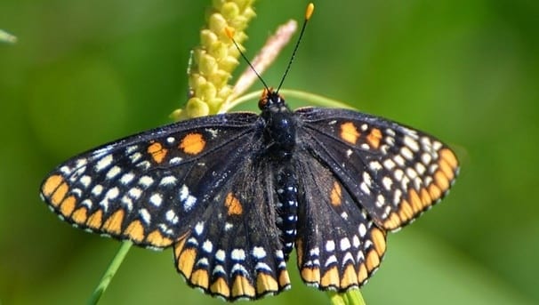 University of Maryland | Bring the Baltimore Checkerspot Butterfly Back ...