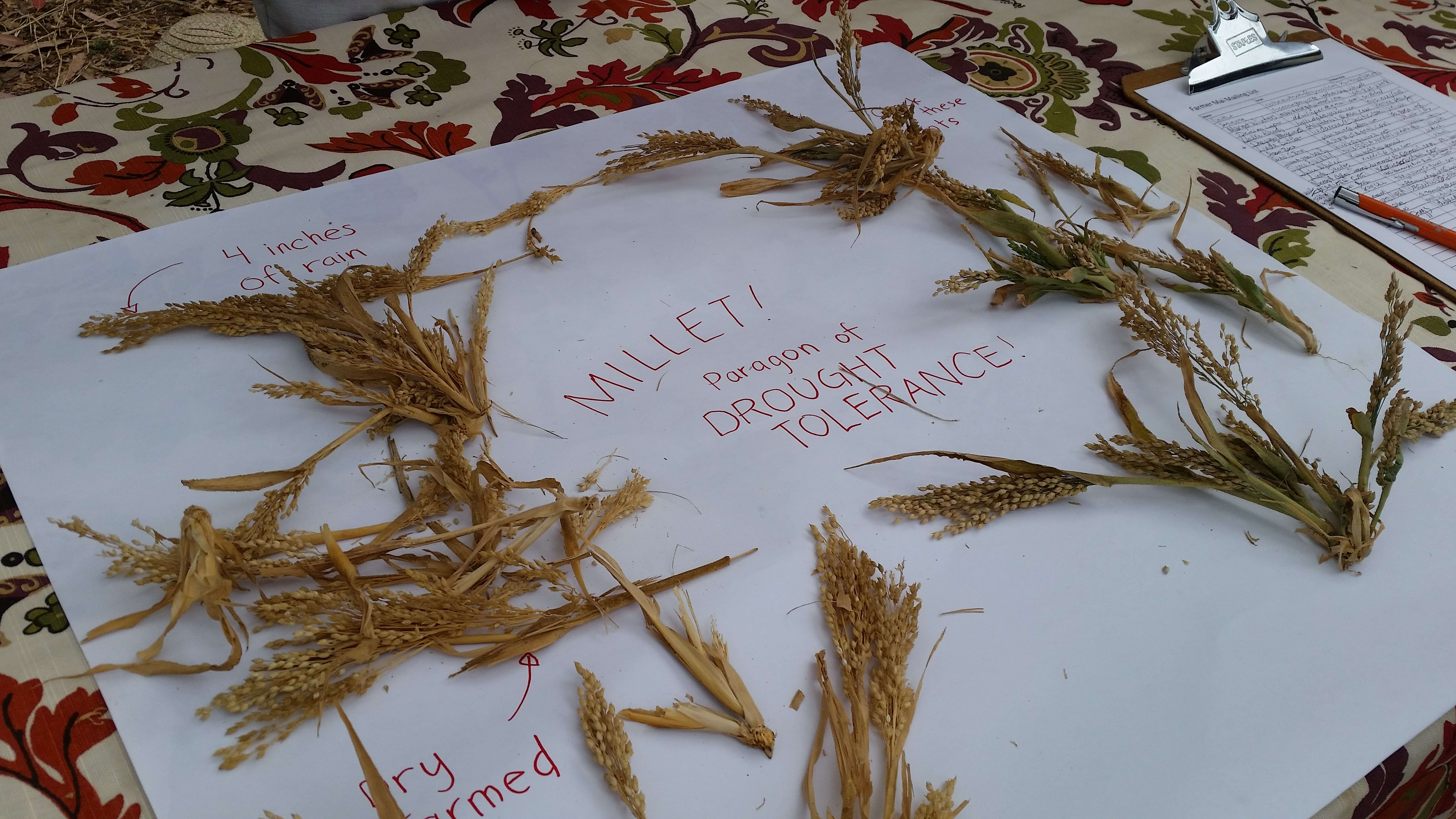 Past Projects | The Millet Project: Where Have All the Grains Gone ...