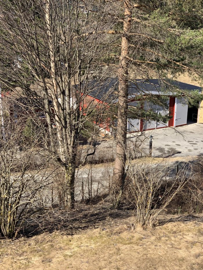 Trefelling/Stubbefresing - Ringebu | Mittanbud