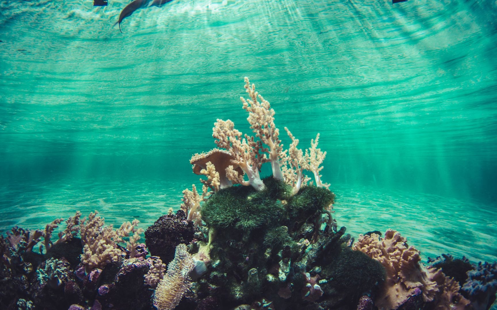 Beyond the Waves - Embracing Sustainability to Preserve Ocean ...