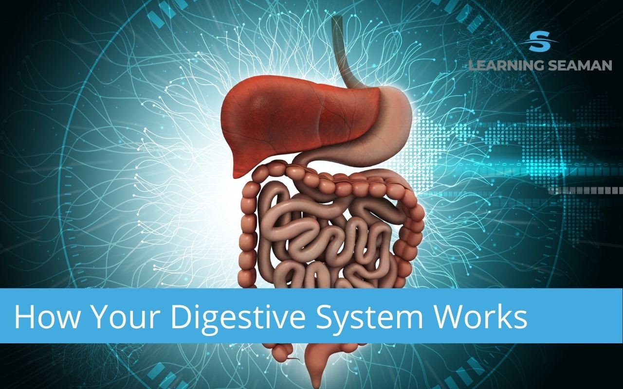 How Your Digestive System Works | Seably