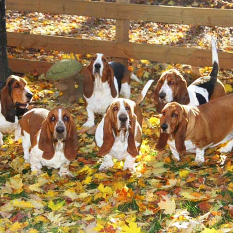 SearchBreeders.com | Huggable Bassets
