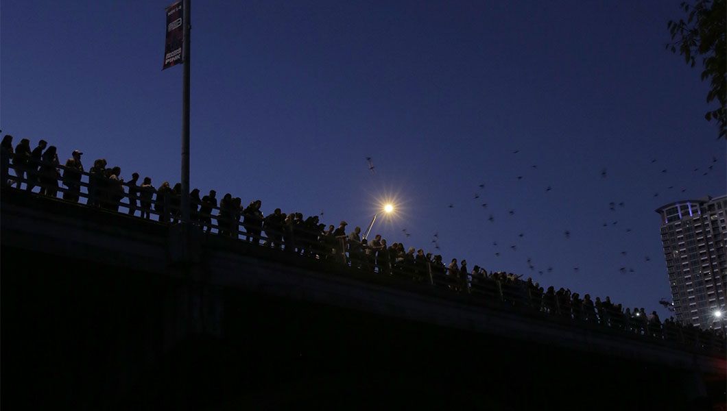 Bat Watching in Austin - See Sight Tours
