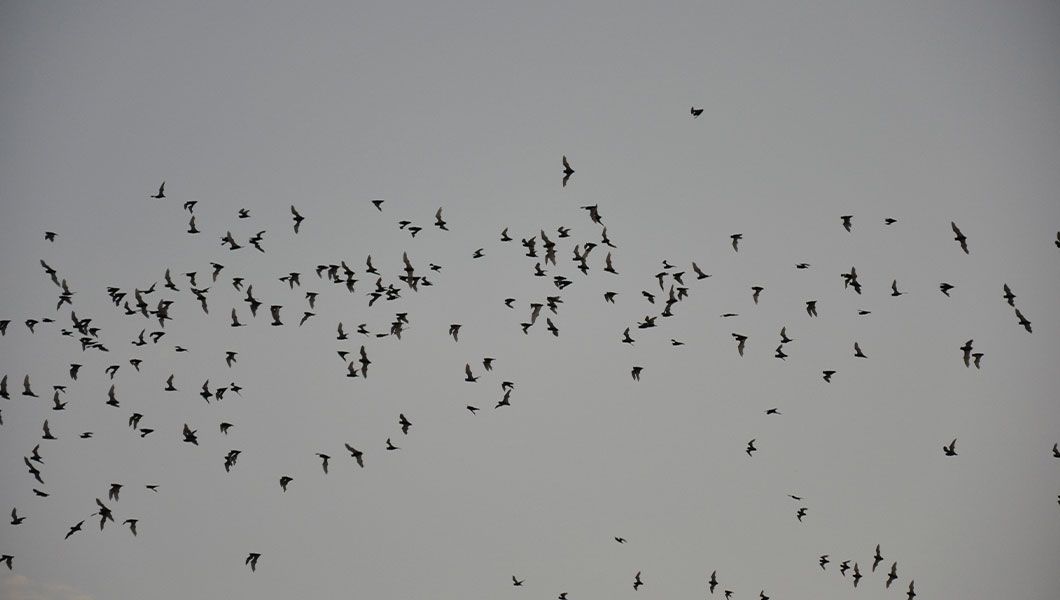 Bat Watching in Austin - See Sight Tours