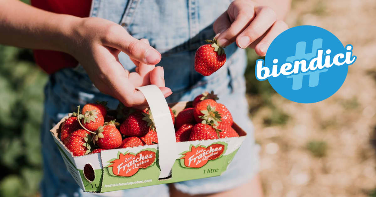 Ces champs permettent l'autocueillette de fraises du Québec! | Zeste