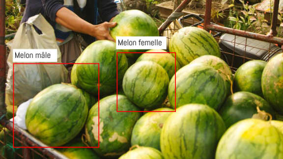 Comment bien choisir son melon d’eau à l’épicerie à tous les coups | Zeste