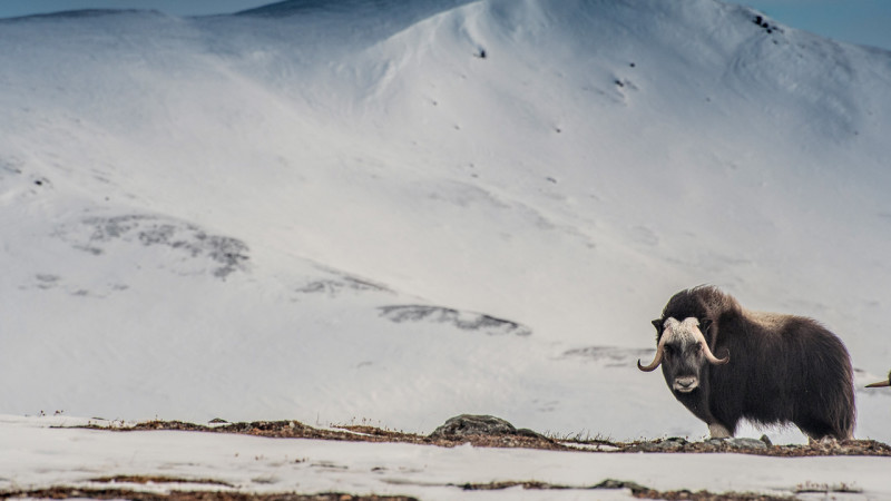 L'Alaska à travers la lentille d'une photographe d'aventure | Espaces