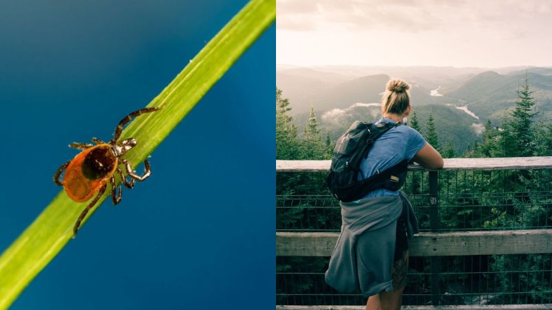 Maladie de Lyme : cette découverte permettrait d'éloigner les tiques ...