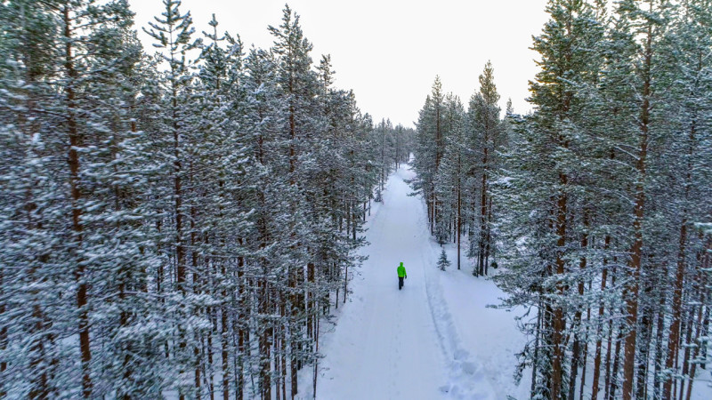 6 randonnées dans les plus belles forêts de conifères du Québec | Espaces
