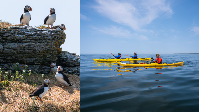 Île aux Perroquets : du kayak de mer pour voir des macareux sur la Côte ...