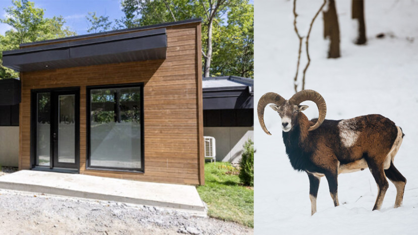 Parc Oméga : des chalets pour dormir au plus près des animaux | Espaces