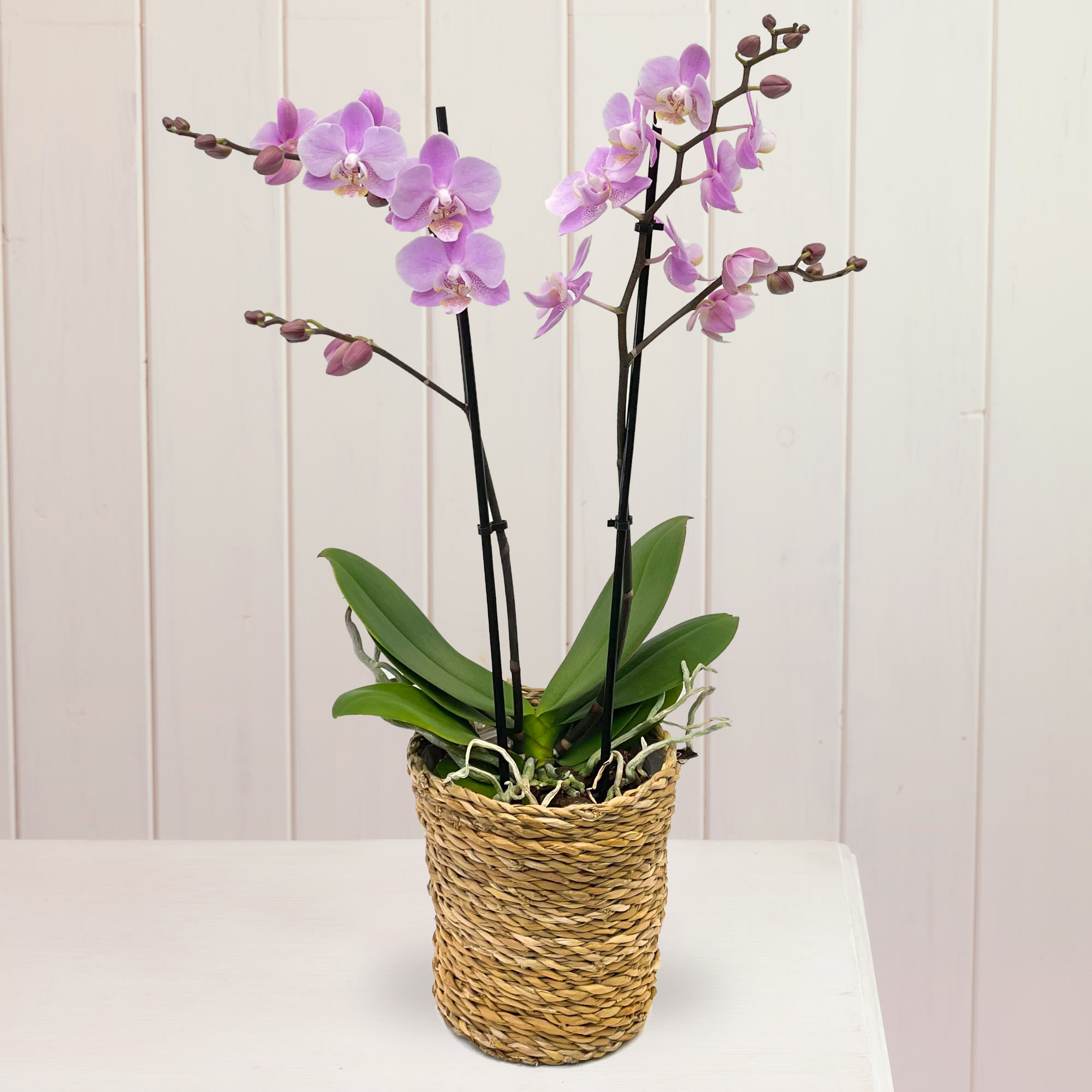 Flower Cards UK • Best Flower Cards by Post, Fresh Floral Cards Online ...