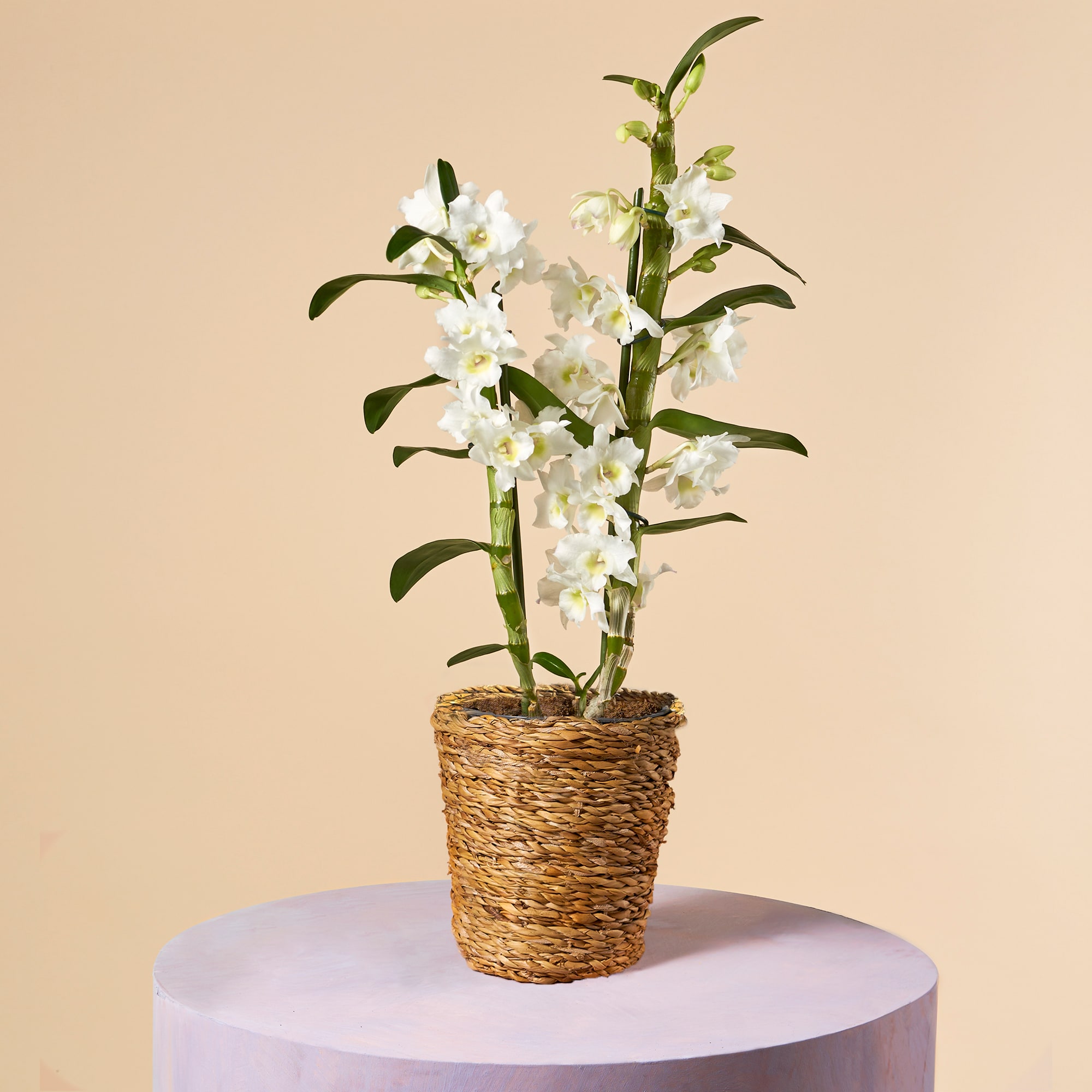 Flower Cards UK • Best Flower Cards by Post, Fresh Floral Cards Online ...