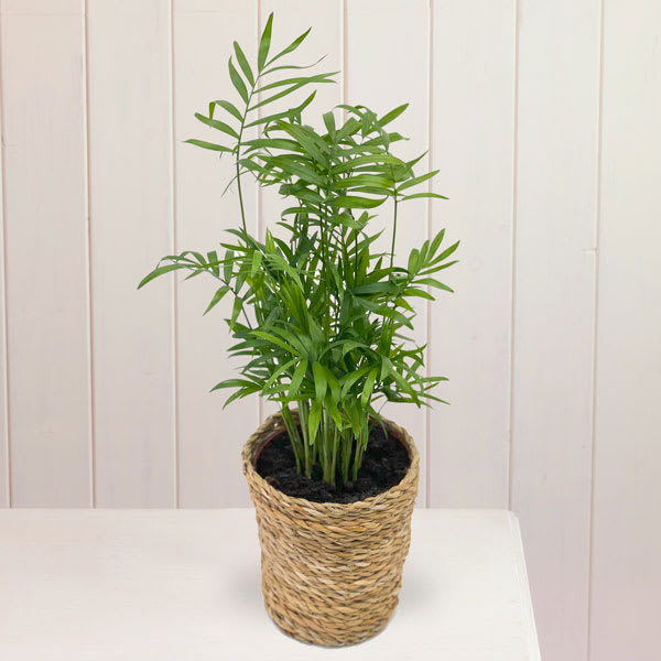 Tips for Growing and Maintaining Parlour Palms