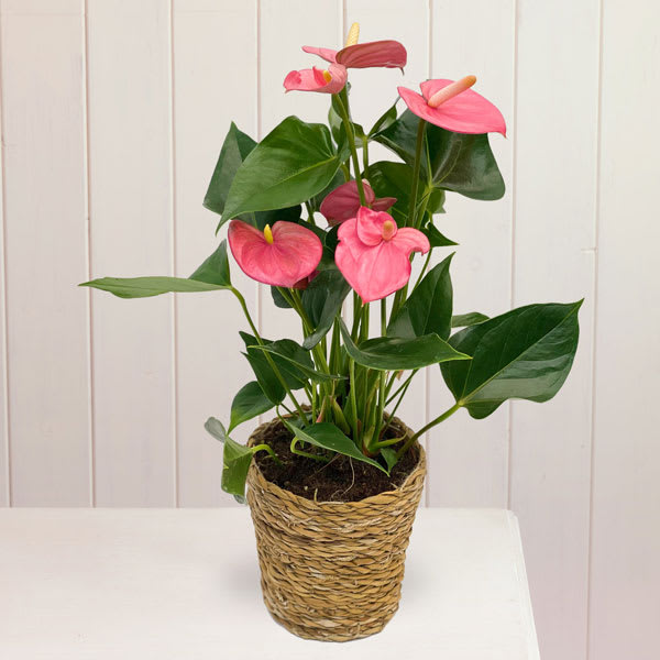 Flamingo Flower (Anthurium): Plant Care Guide