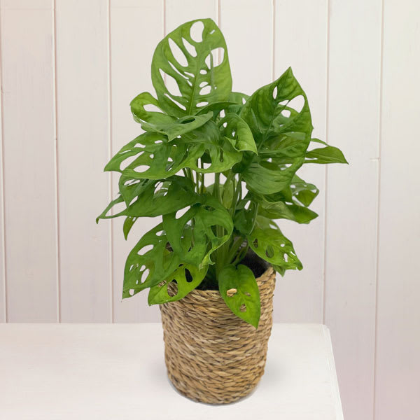 Care Instructions for Monkey Leaf Plants