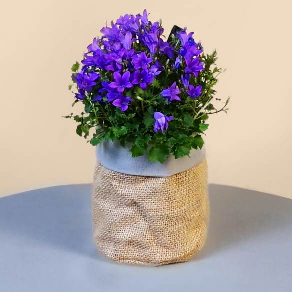 Campanula Plant Care | Tips for Caring for a Campanula Plant