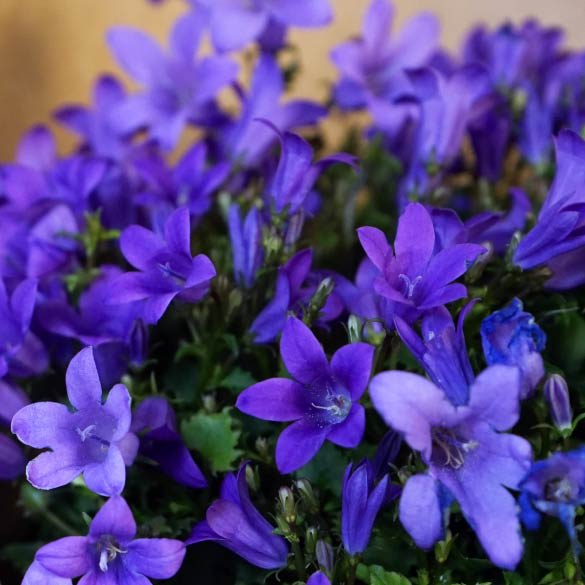 Campanula Plant Care | Tips for Caring for a Campanula Plant