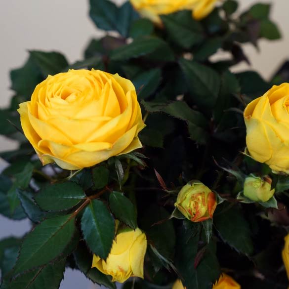Indoor Rose Plant Care | Tips for Caring for Indoor Rose Plant