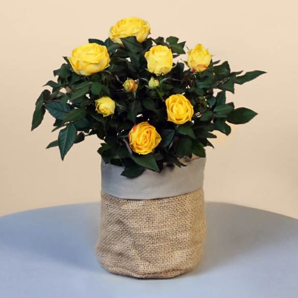 Indoor Rose Plant Care | Tips for Caring for Indoor Rose Plant