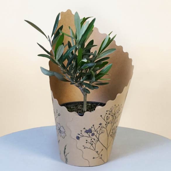 Discover our tips for caring for your Olive tree plant