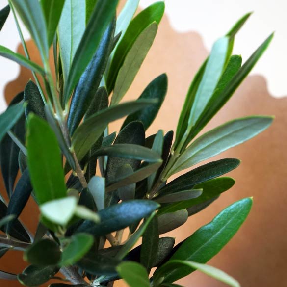 Discover our tips for caring for your Olive tree plant
