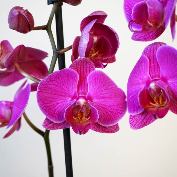 Essential Care Instructions for Phalaenopsis Orchids