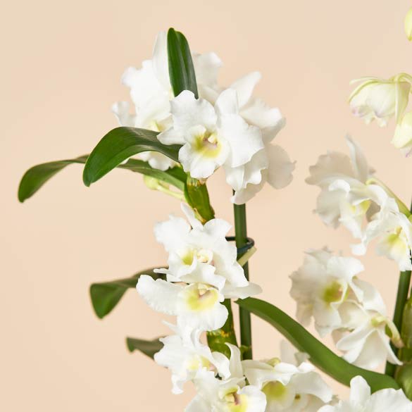 Dendrobium Orchid Care | Tips for Caring Dendrobium Orchids
