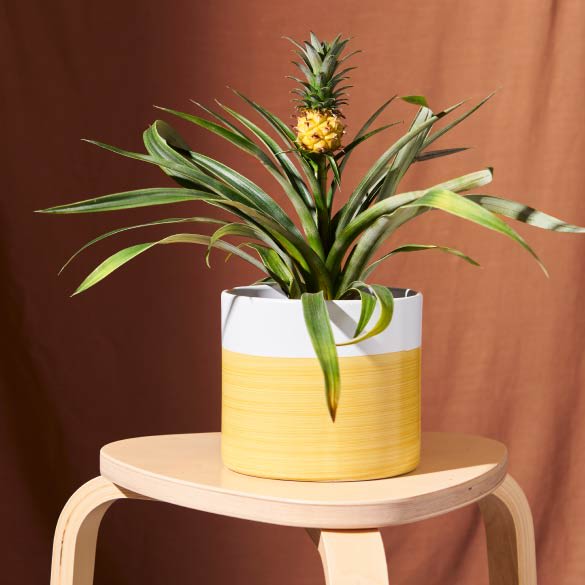 Pineapple Plant Care | Tips for Caring for a Pineapple plant