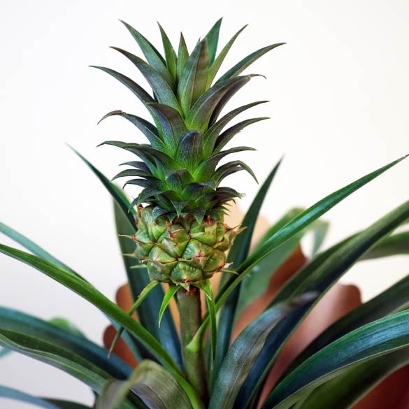 Pineapple Plant Care | Tips for Caring for a Pineapple plant