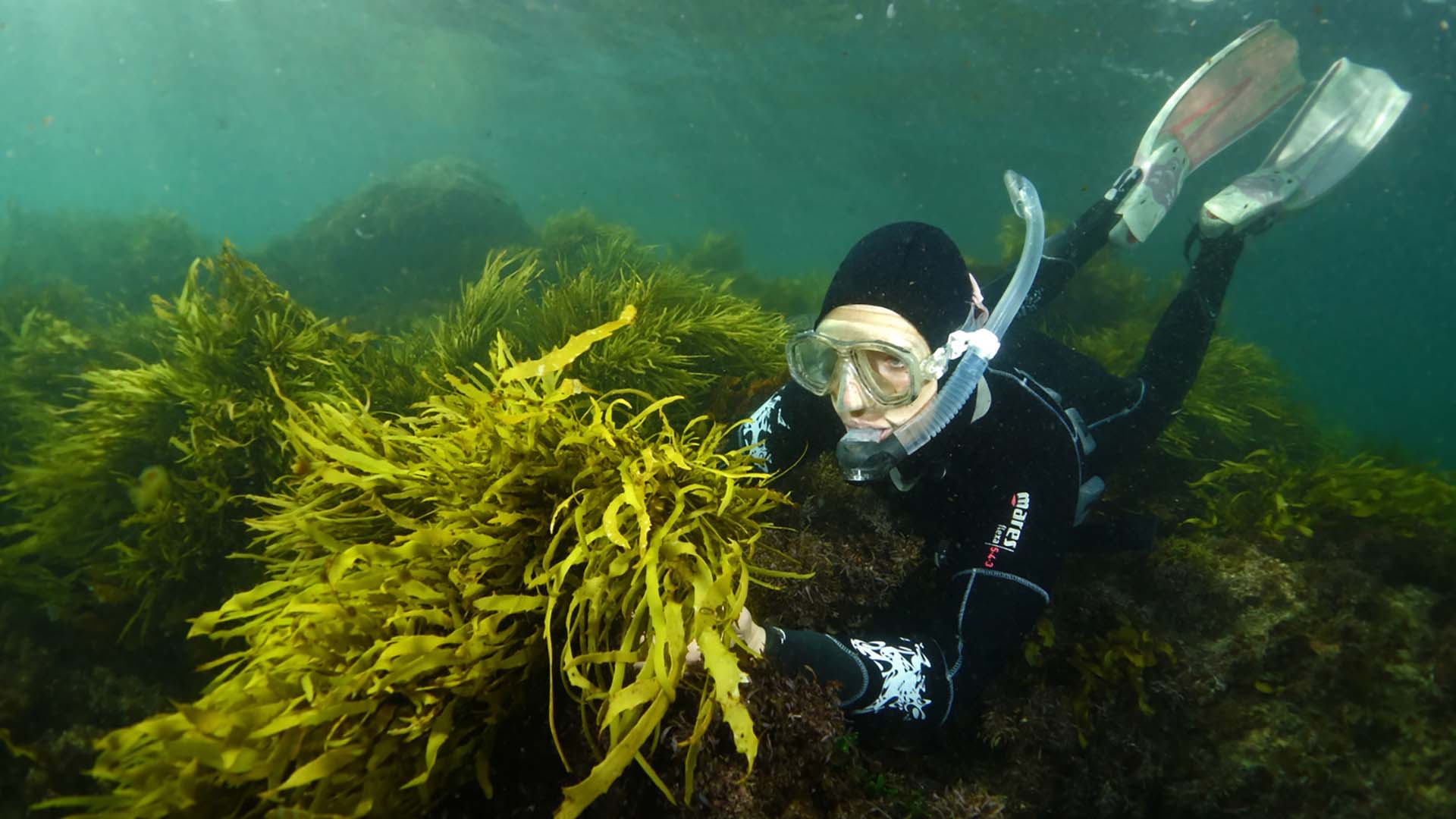 A global home for kelp forests - Kelp Forest Alliance