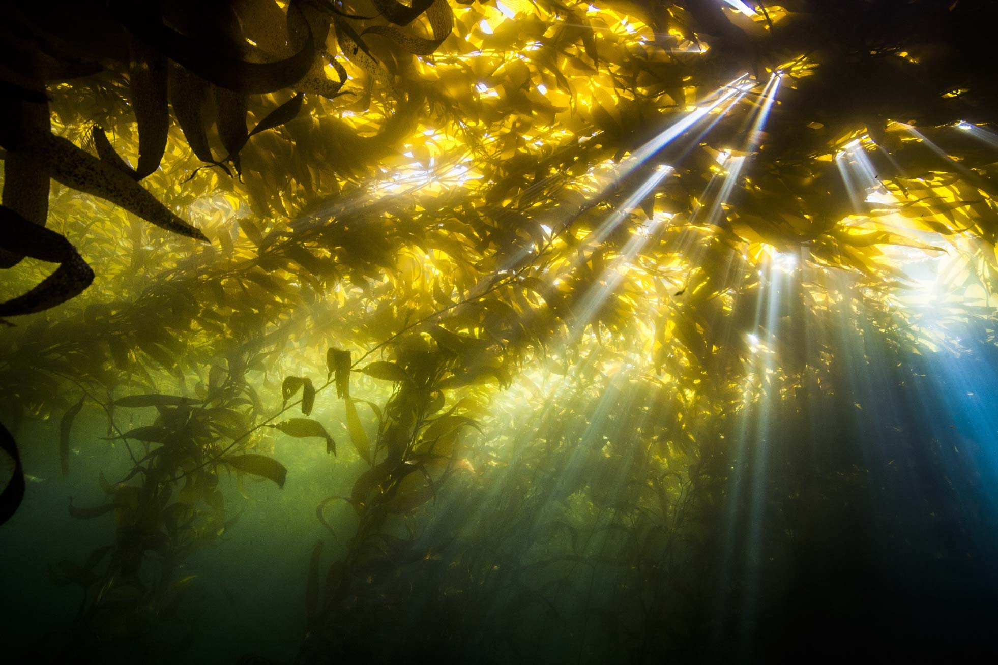 Kelp Forests - Kelp Forest Alliance
