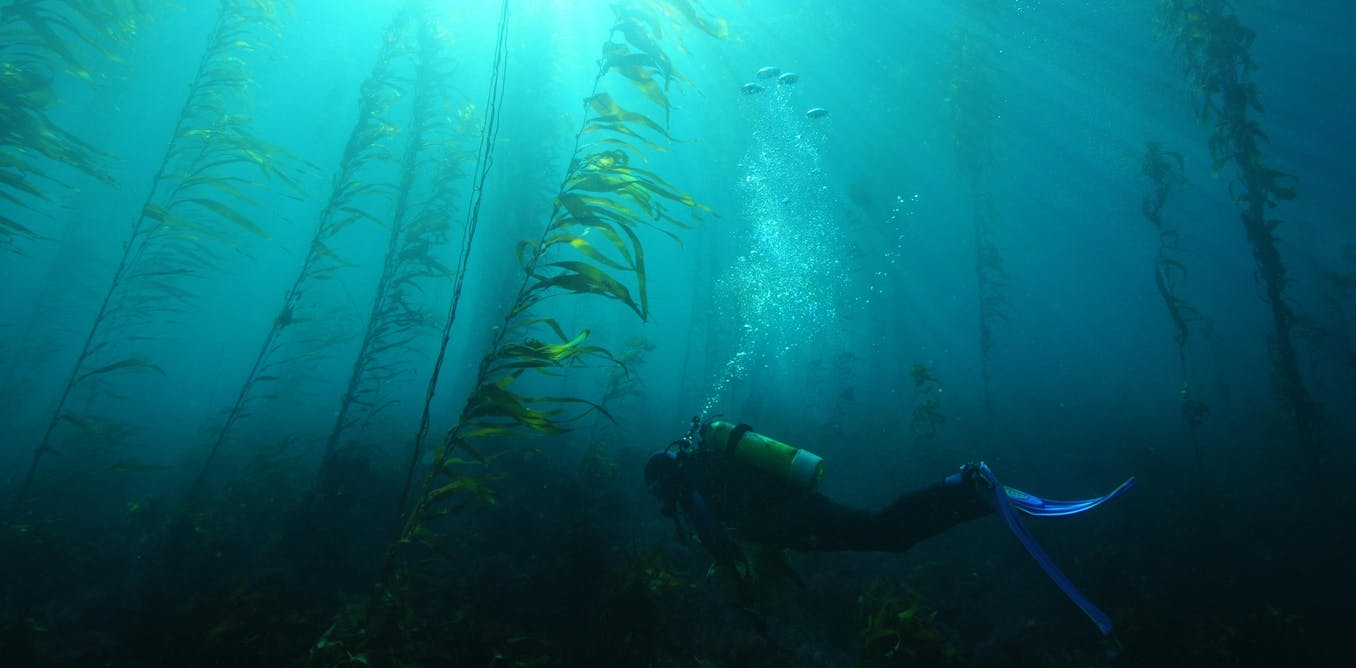Knowledge Hub - Kelp Forest Alliance