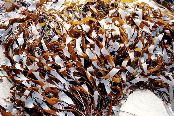 Knowledge Hub - Kelp Forest Alliance