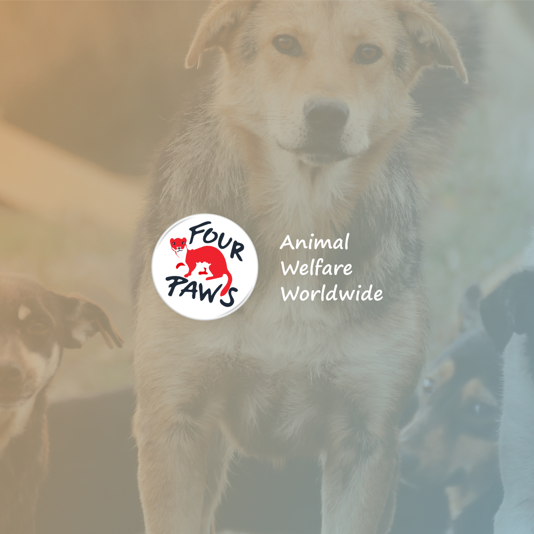 Four Paws Donation Page Redesign | Sharobella