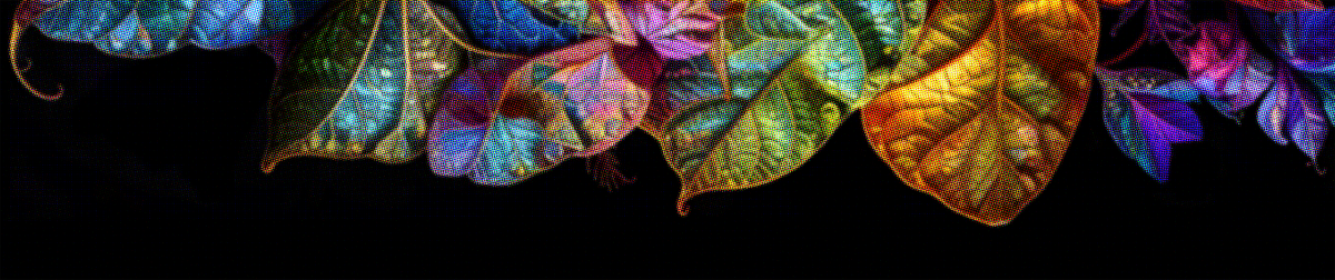 TRANSFIGURE Upcoming Events · Shotgun