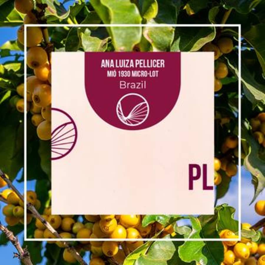 Ana Luiza Pellicer, Mio 1930 Micro-Lot — PLOT Roasting | Coffeeopia