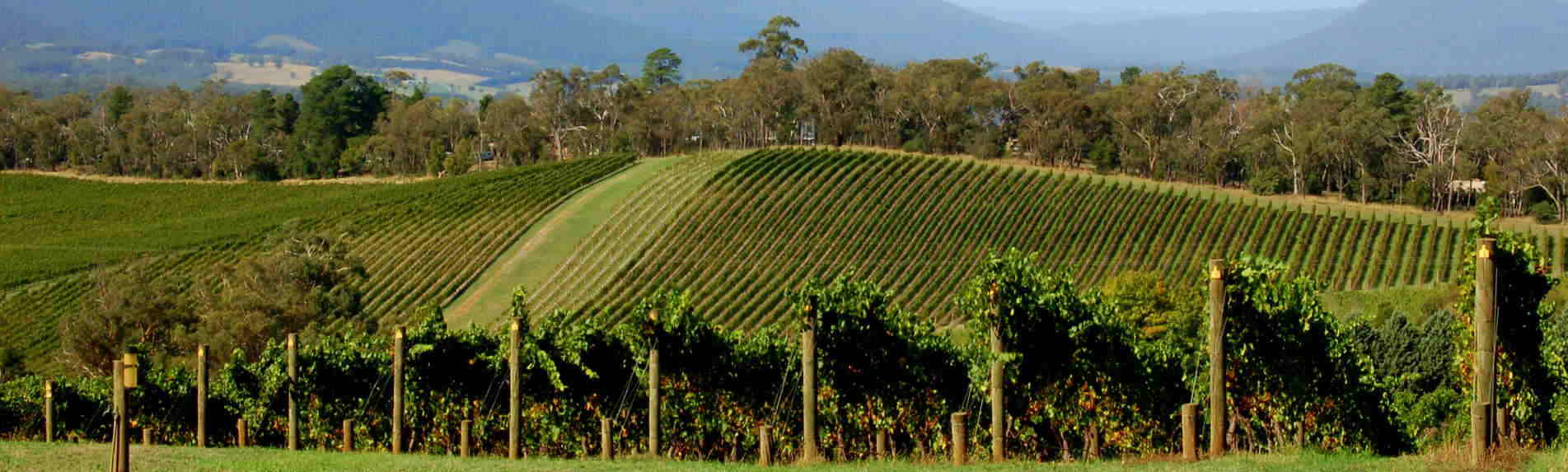 Yarra Valley & Dandenong Ranges Tours & Day Trips from Melbourne 2022